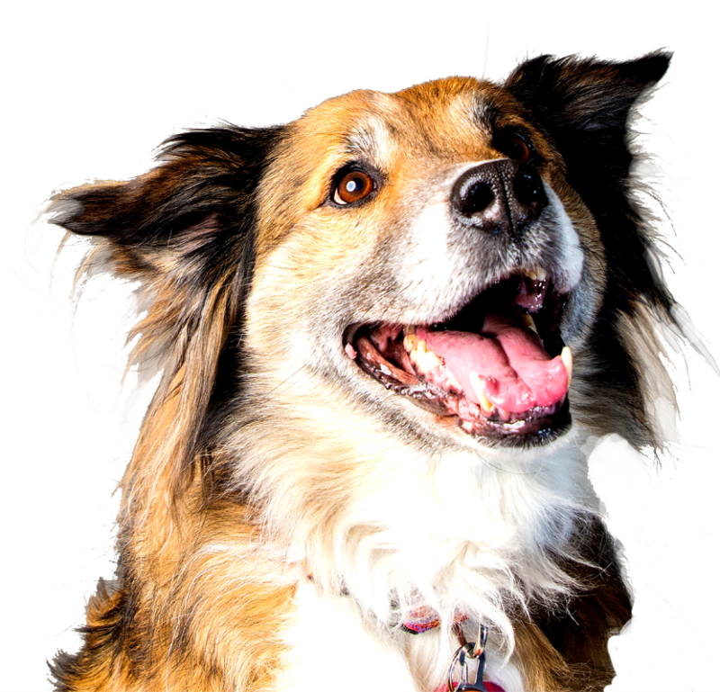 Humane Animal Rescue - Care They Need. Love They Deserve.