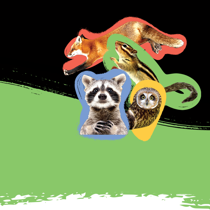 Camp Rescue - Humane Animal Rescue