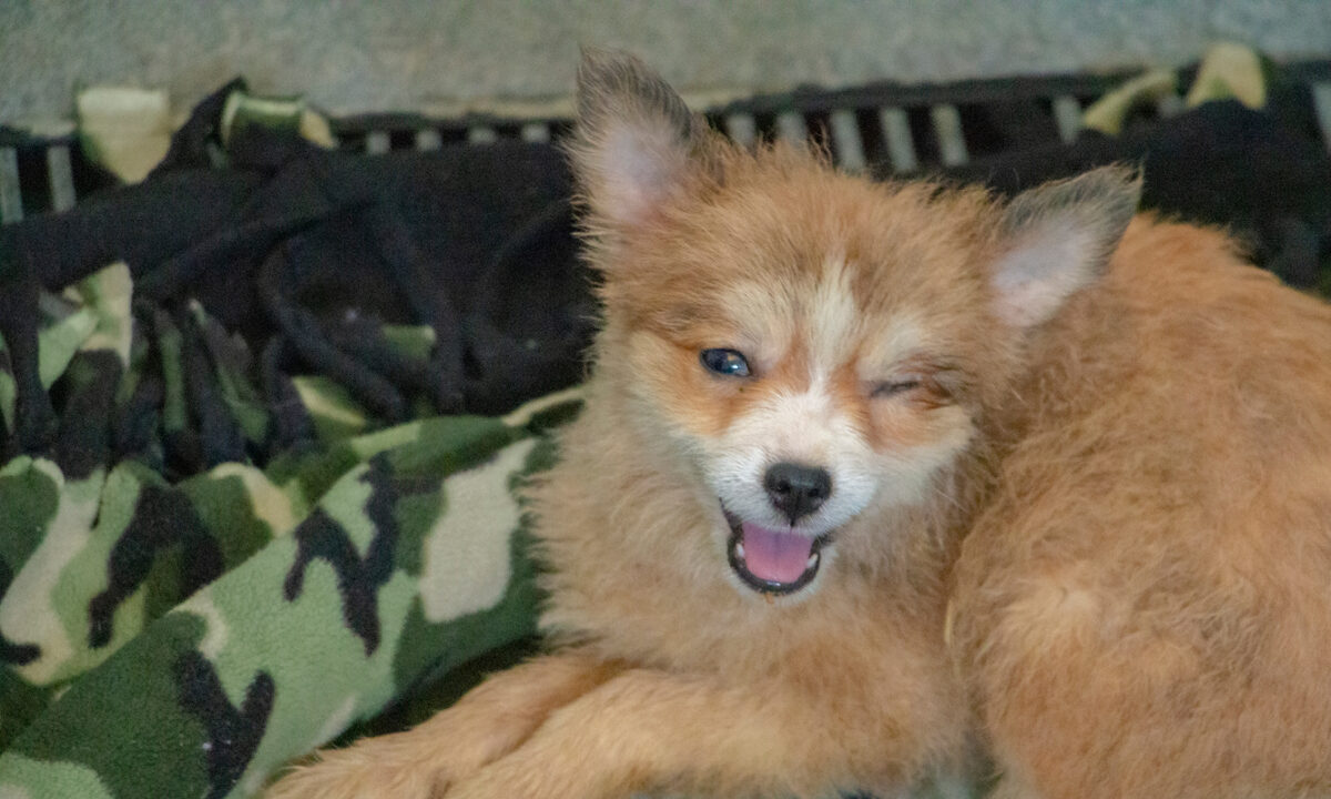 Blog - Humane Animal Rescue