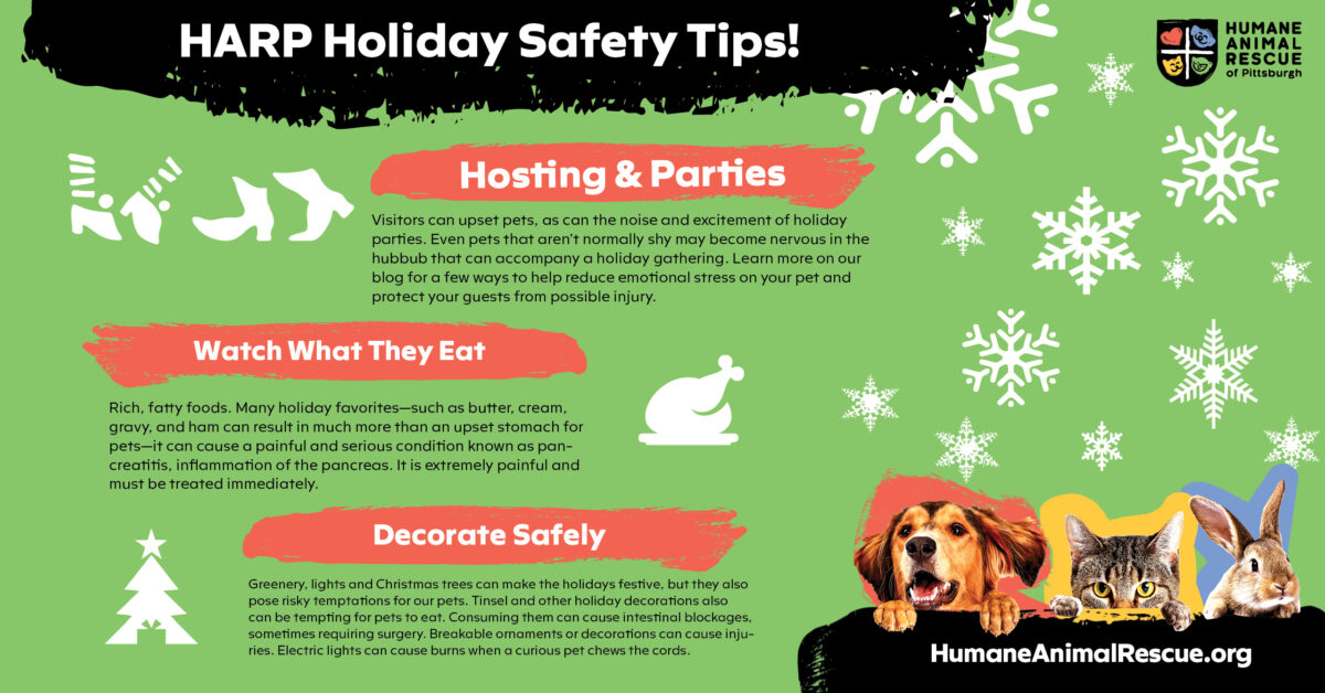 Tips For Keeping Your Pets Safe This Holiday Season - Humane Animal Rescue