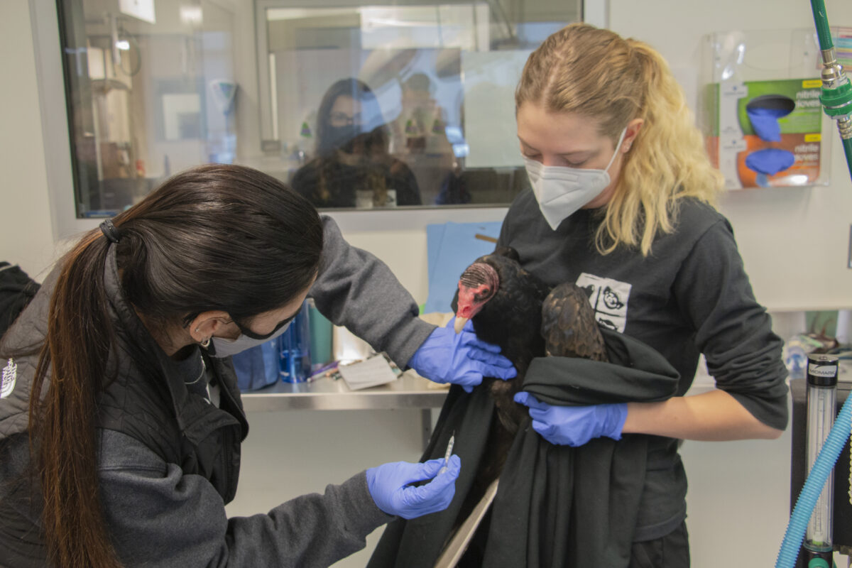 HPAI: What You Need To Know - Humane Animal Rescue