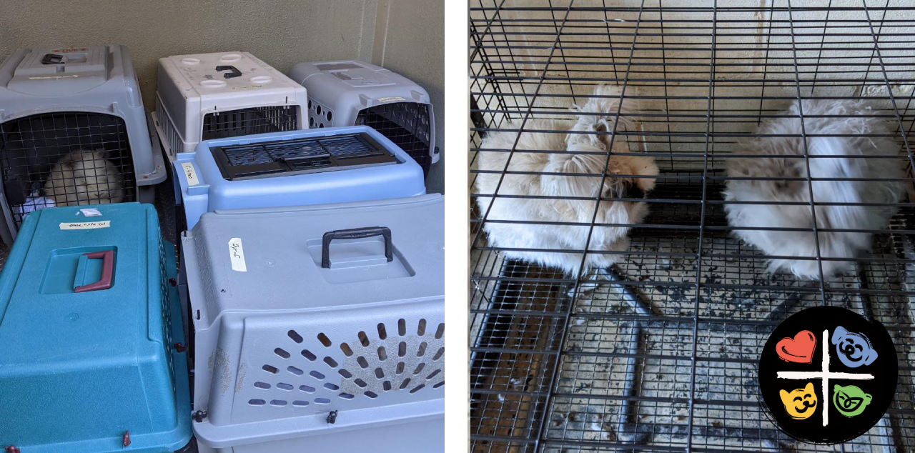 30 Angora Rabbits Surrendered to HARP - Humane Animal Rescue