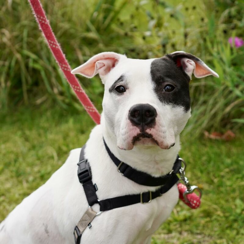 Spay and Neuter Services - Humane Animal Rescue