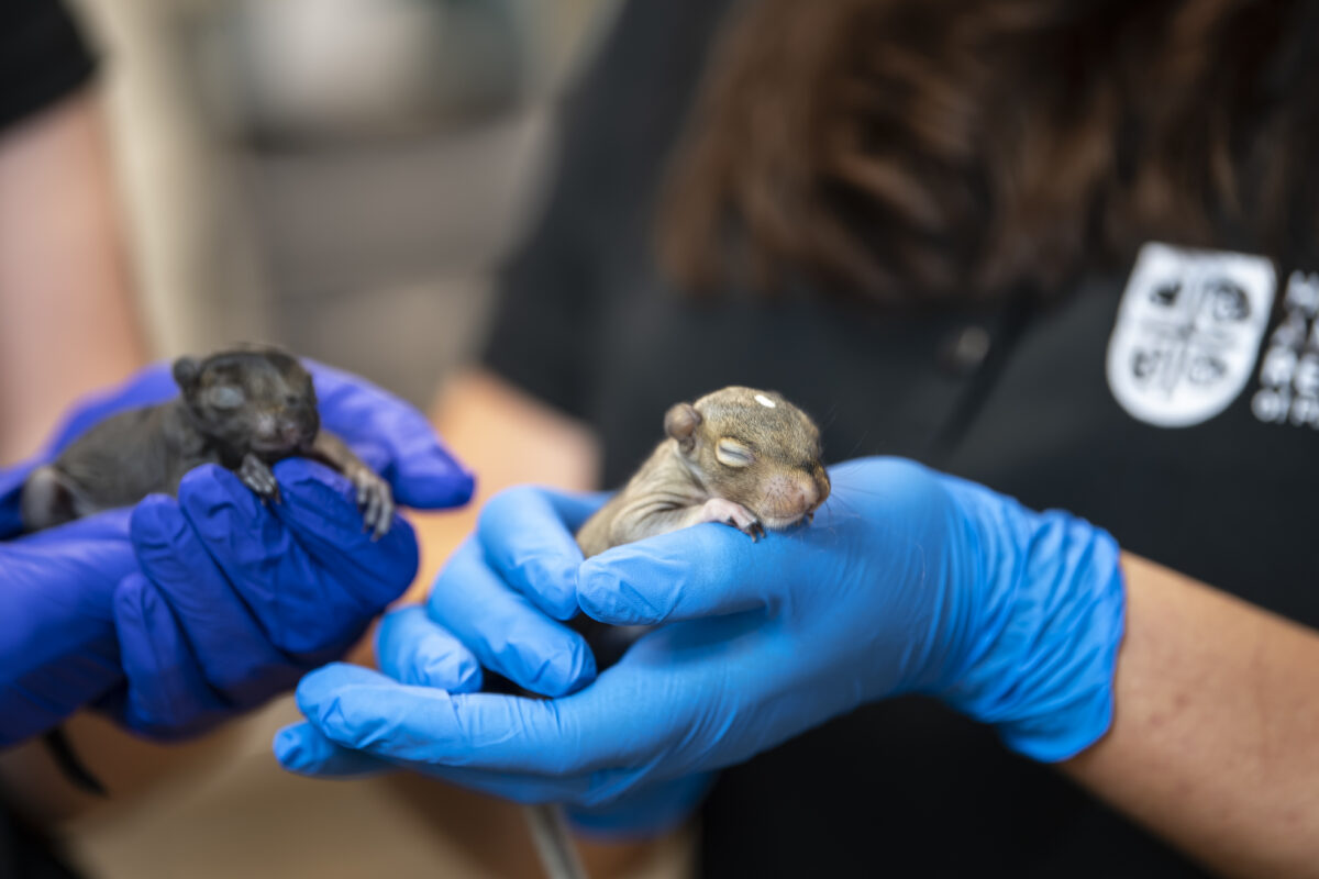 Volunteer - Humane Animal Rescue