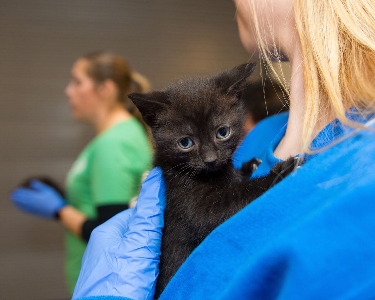 Volunteer - Humane Animal Rescue