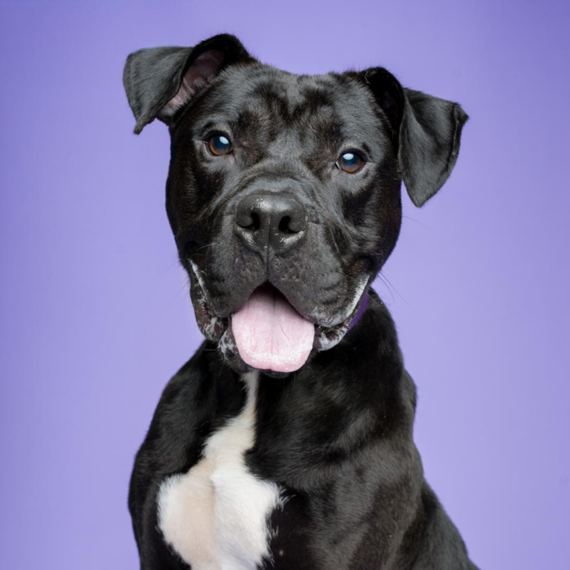 Volunteer Positions: Dog - Humane Animal Rescue