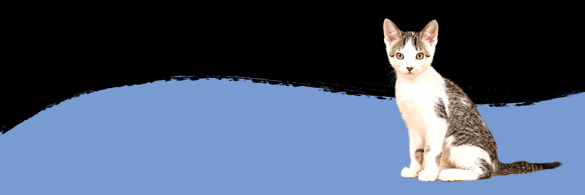 Volunteer Positions - Cat - Humane Animal Rescue