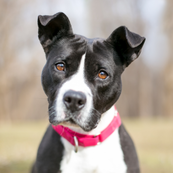 Assistance Animals - Humane Animal Rescue