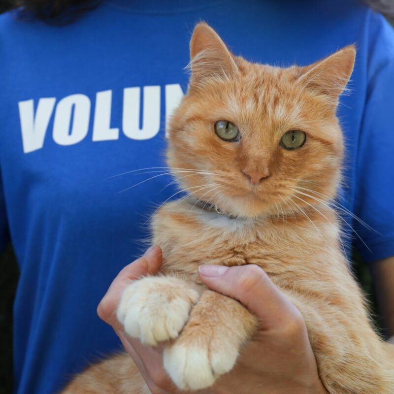 Volunteer - Humane Animal Rescue
