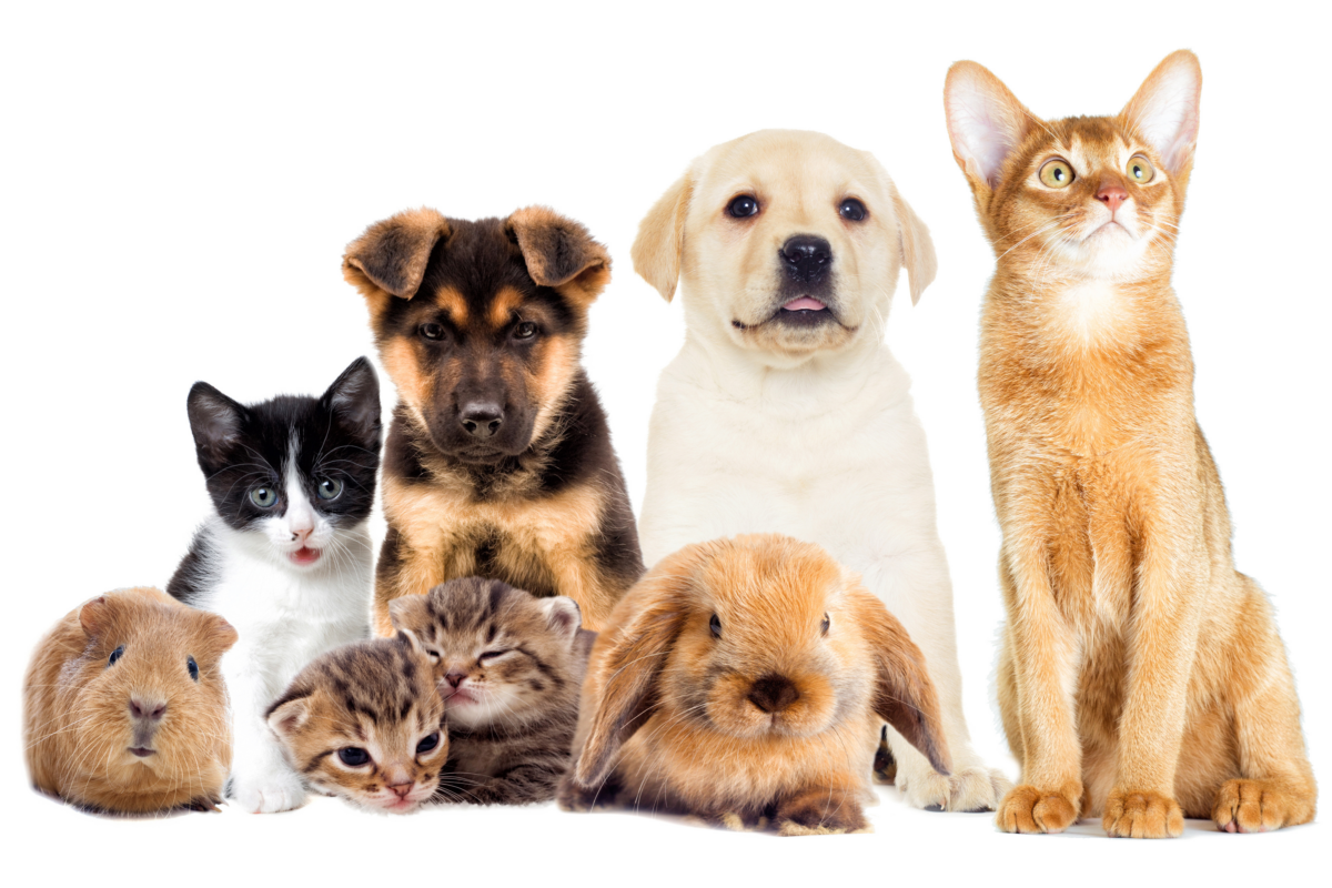 Donate Now - Humane Animal Rescue