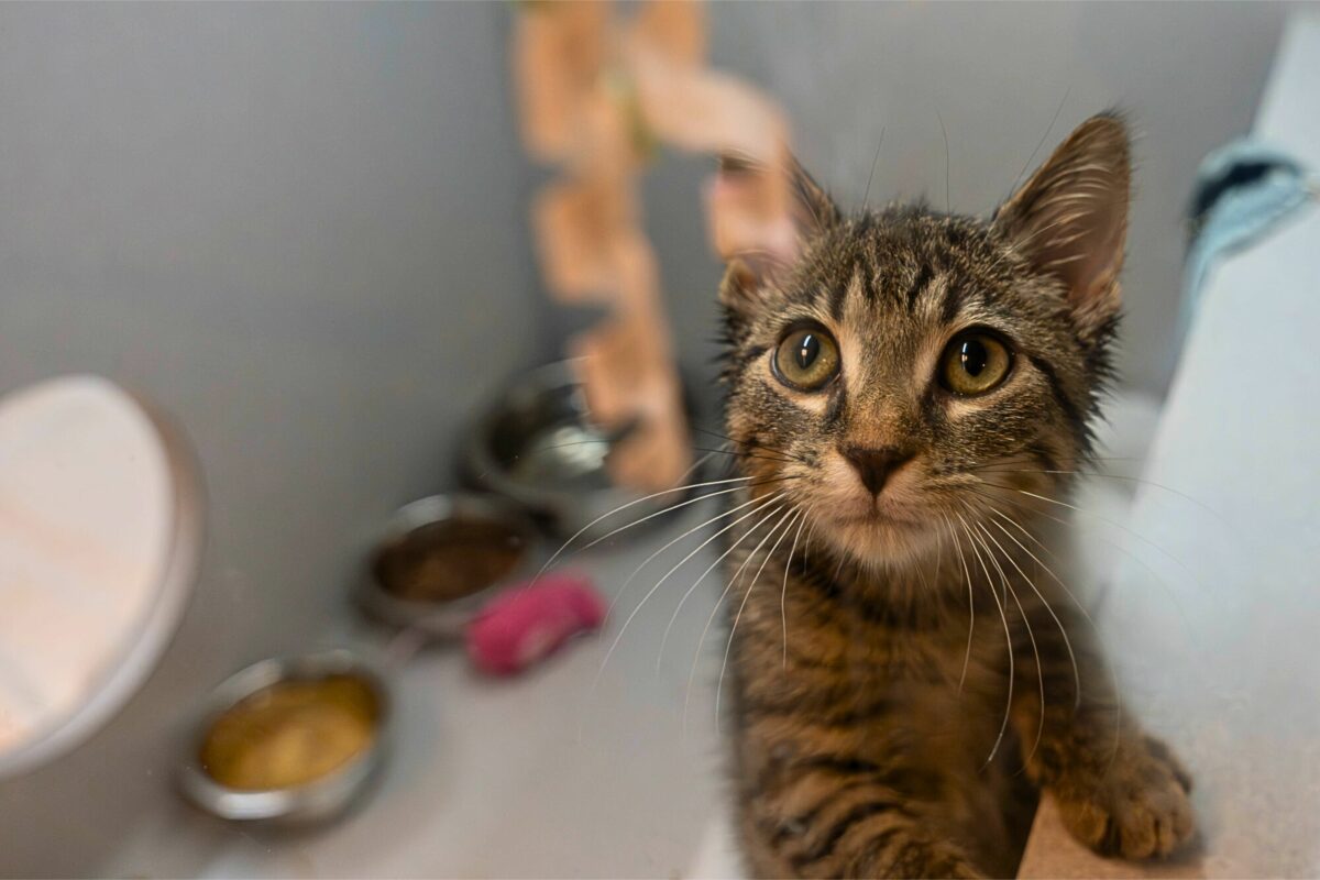 Foster A Pet - Humane Animal Rescue