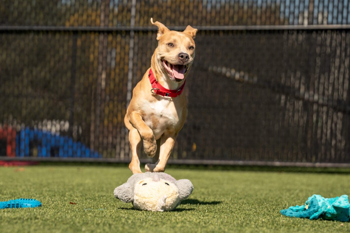 Foster A Pet - Humane Animal Rescue